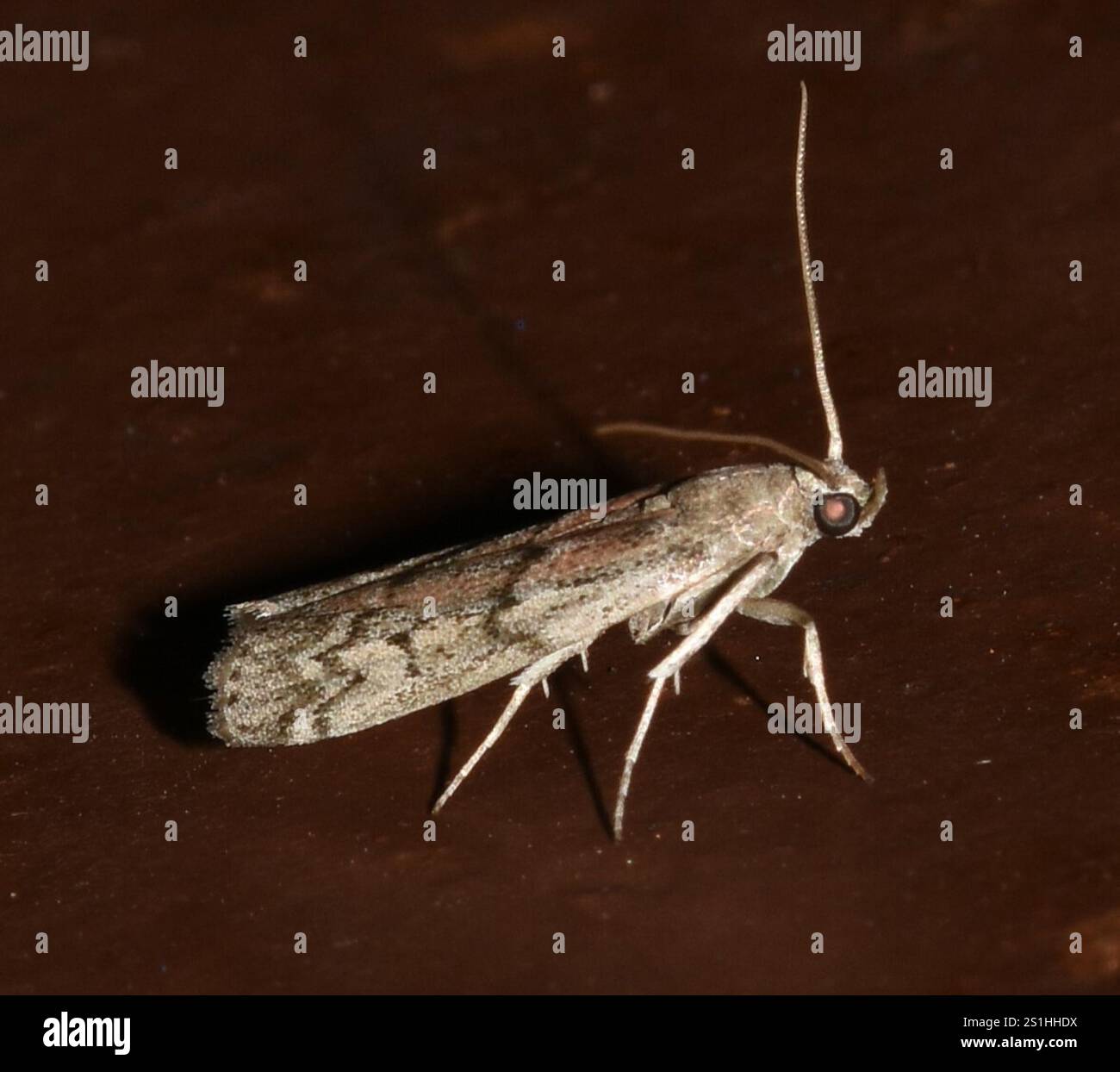 Dried Fruit Moth (Vitula edmandsii Stock Photo - Alamy