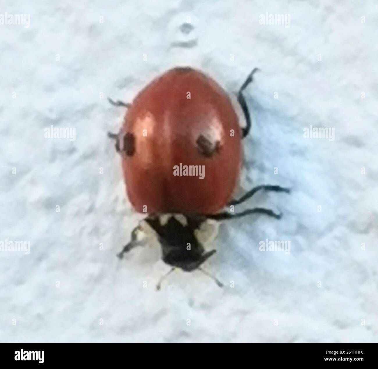 Two-spotted Lady Beetle (Adalia bipunctata Stock Photo - Alamy