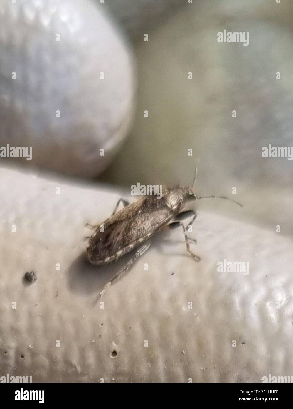 Nettle ground bug (Heterogaster urticae Stock Photo - Alamy