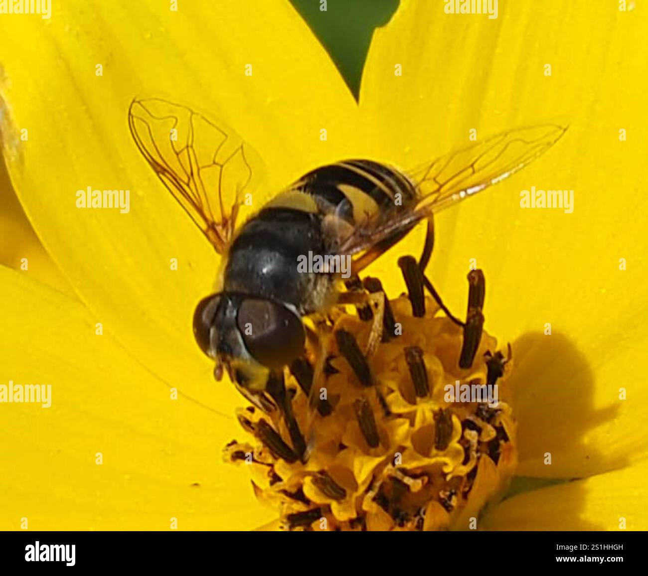Transverse-banded Flower Fly (Eristalis transversa Stock Photo - Alamy