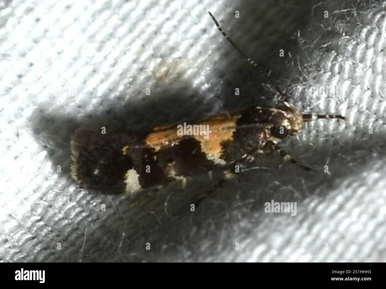 Red-necked Peanutworm Moth (Stegasta bosqueella Stock Photo - Alamy