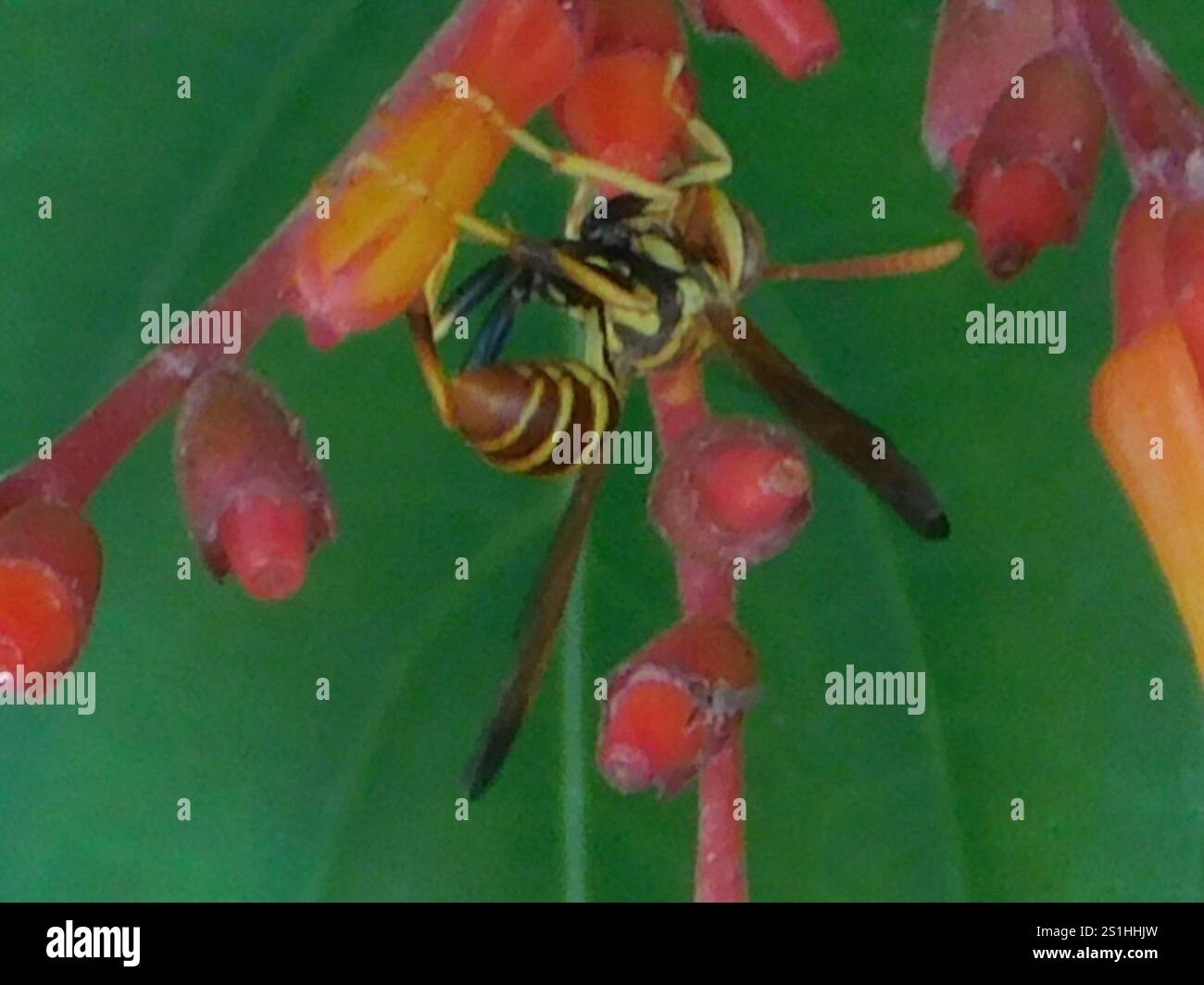 Mexican Paper Wasp (Mischocyttarus mexicanus Stock Photo - Alamy