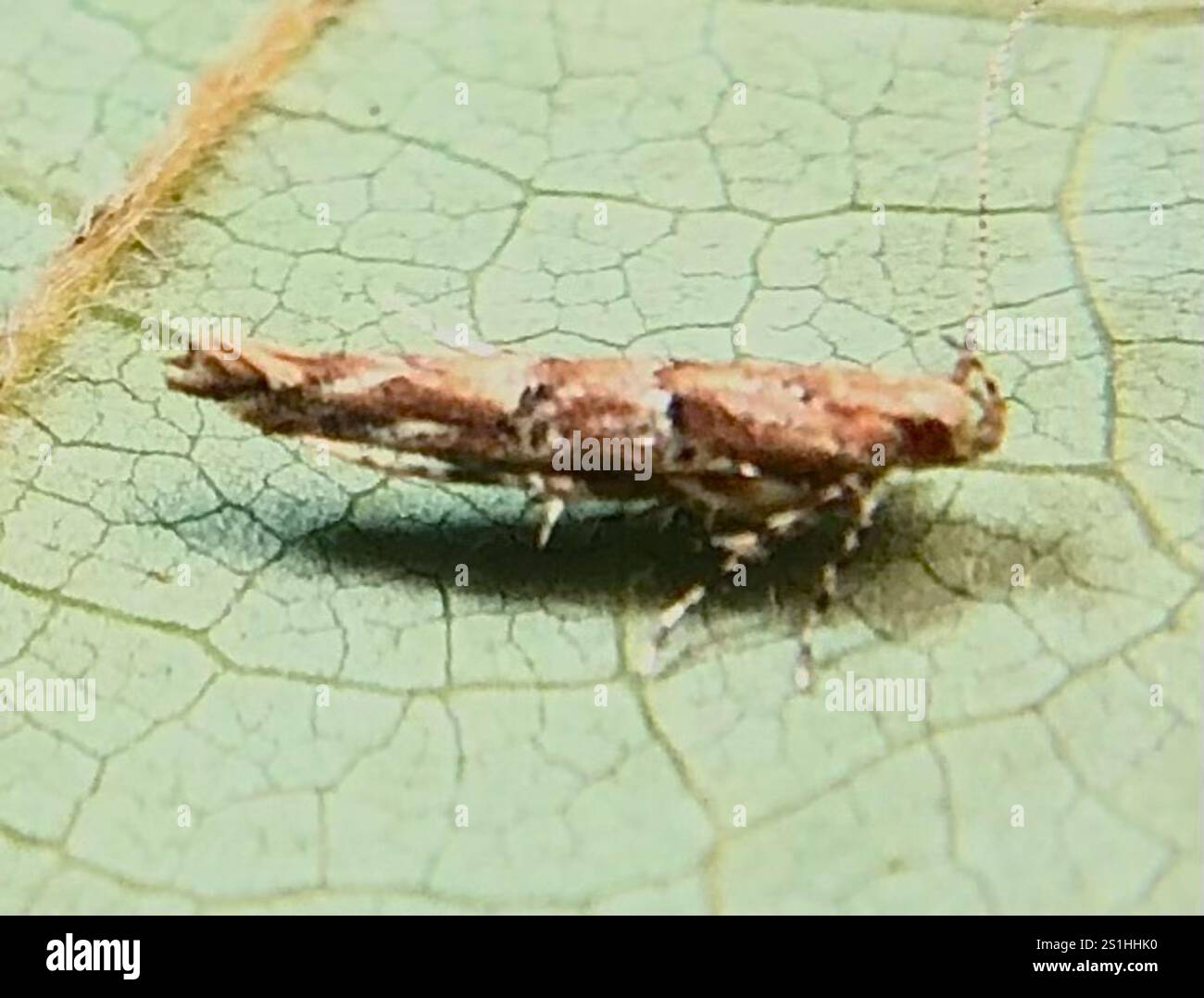 Pink Scavenger Caterpillar Moth (Anatrachyntis rileyi Stock Photo - Alamy