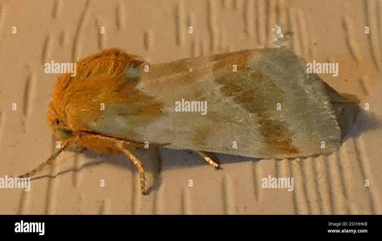 Alluring Schinia Moth (Schinia siren Stock Photo - Alamy