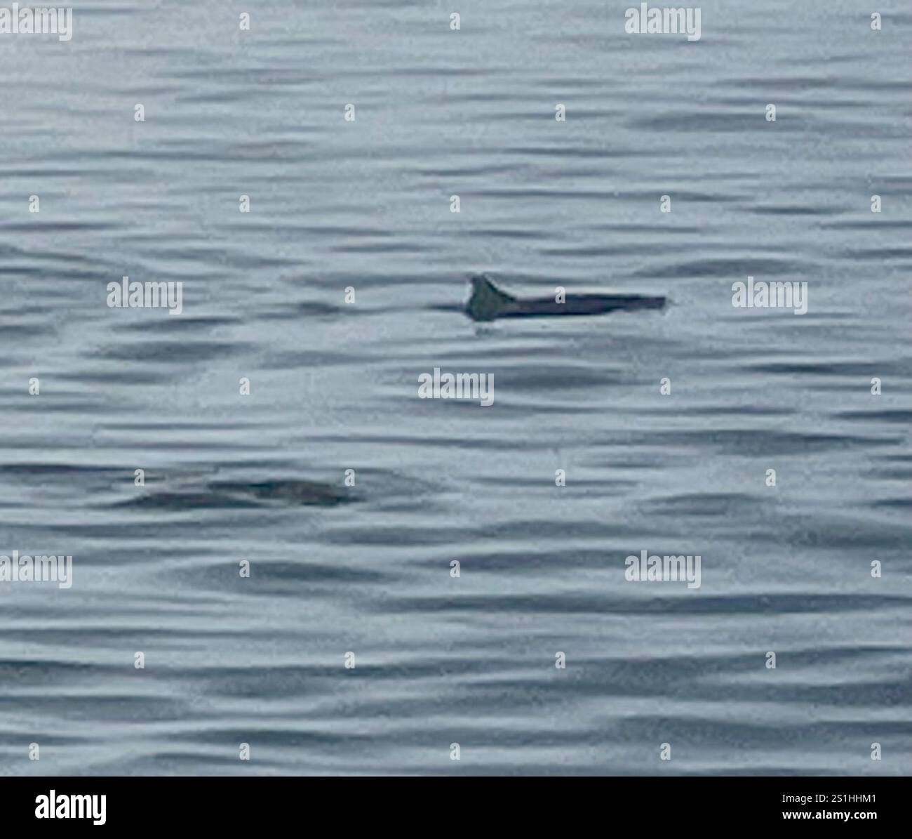 Dall's Porpoise (Phocoenoides dalli Stock Photo - Alamy