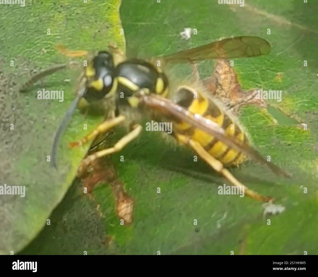 Common European Yellowjacket (Vespula vulgaris Stock Photo - Alamy