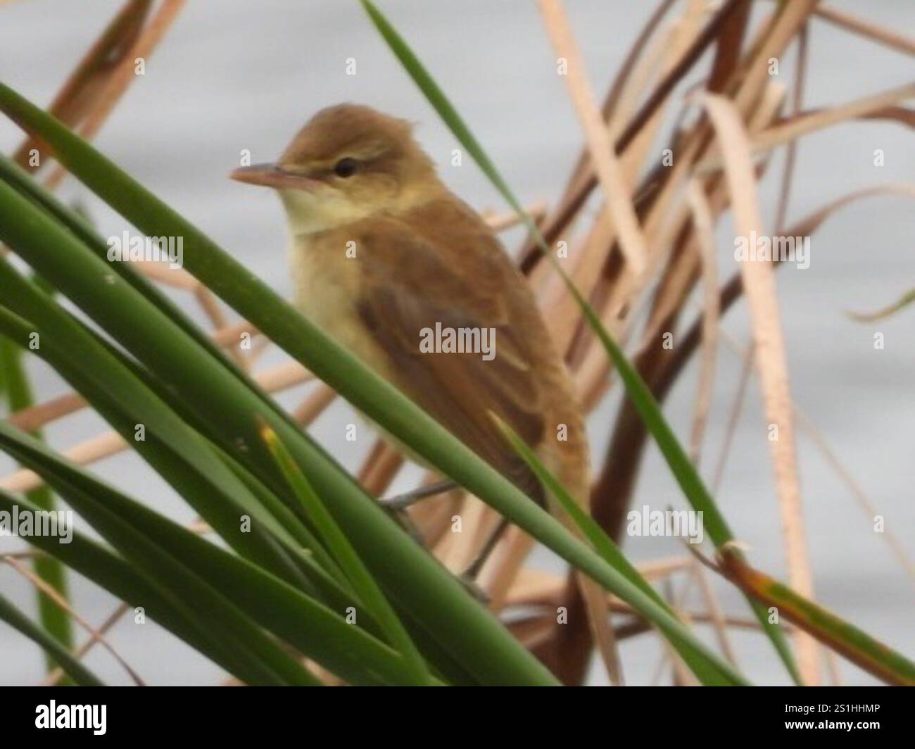 Oriental Reed Warbler (Acrocephalus orientalis Stock Photo - Alamy