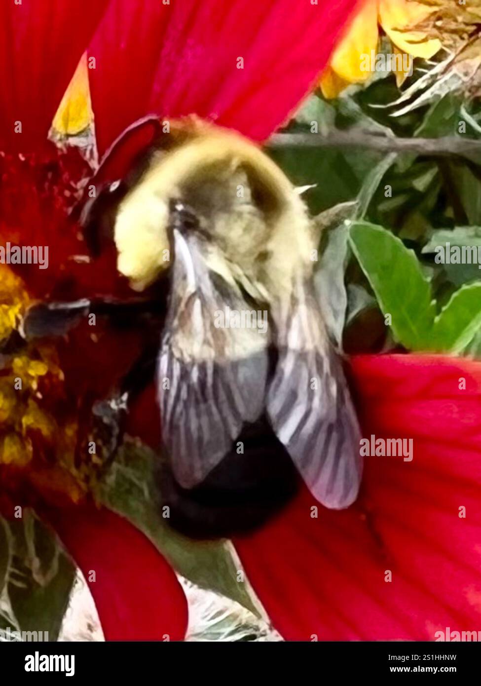 Common Eastern Bumble Bee (Bombus impatiens Stock Photo - Alamy