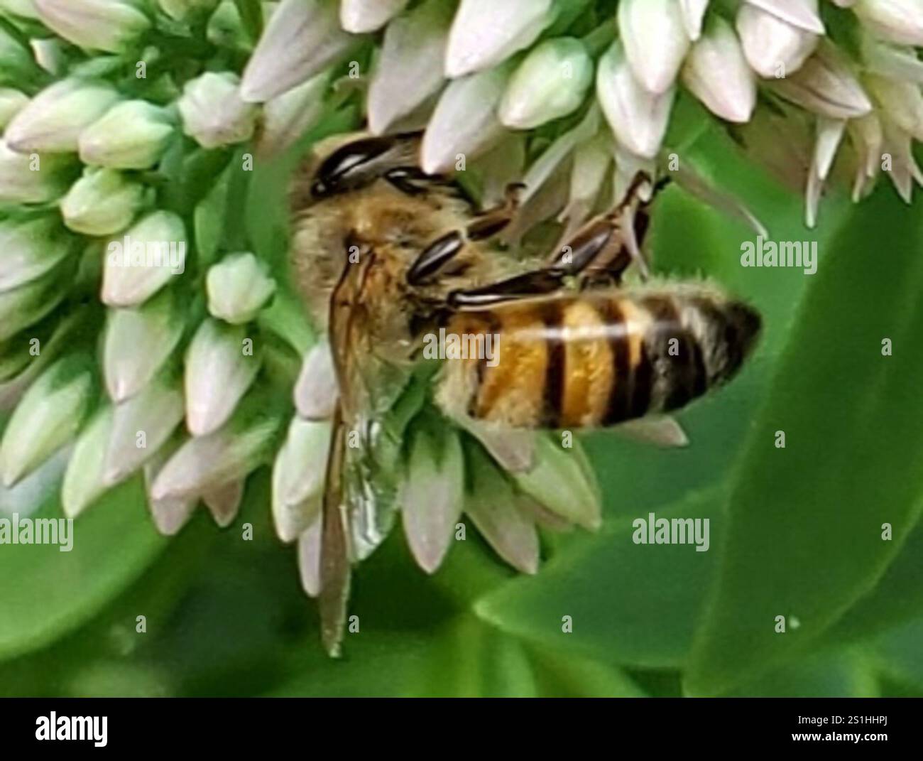 Western Honey Bee (Apis mellifera Stock Photo - Alamy