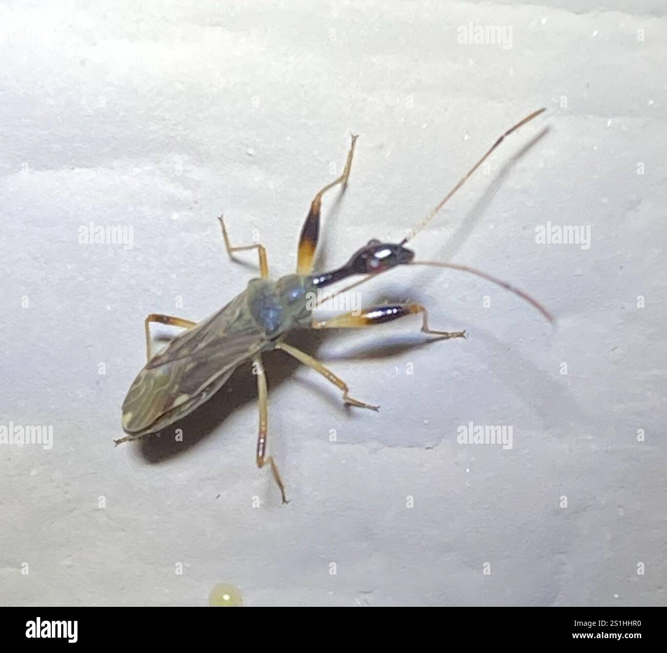 Long-necked Seed Bug (Myodocha serripes Stock Photo - Alamy
