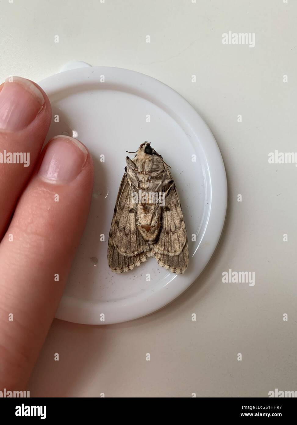 Greater Oak Dagger (Acronicta lobeliae Stock Photo - Alamy