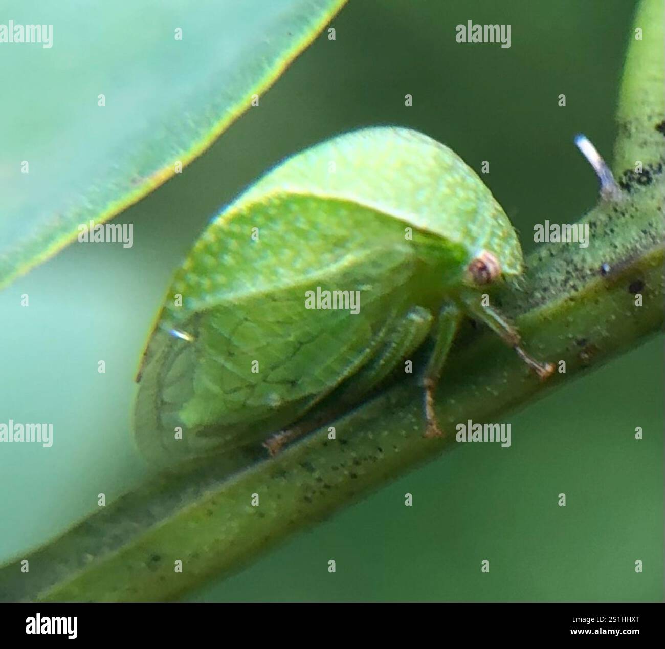 Three-cornered Alfalfa Hopper (Spissistilus festinus Stock Photo - Alamy