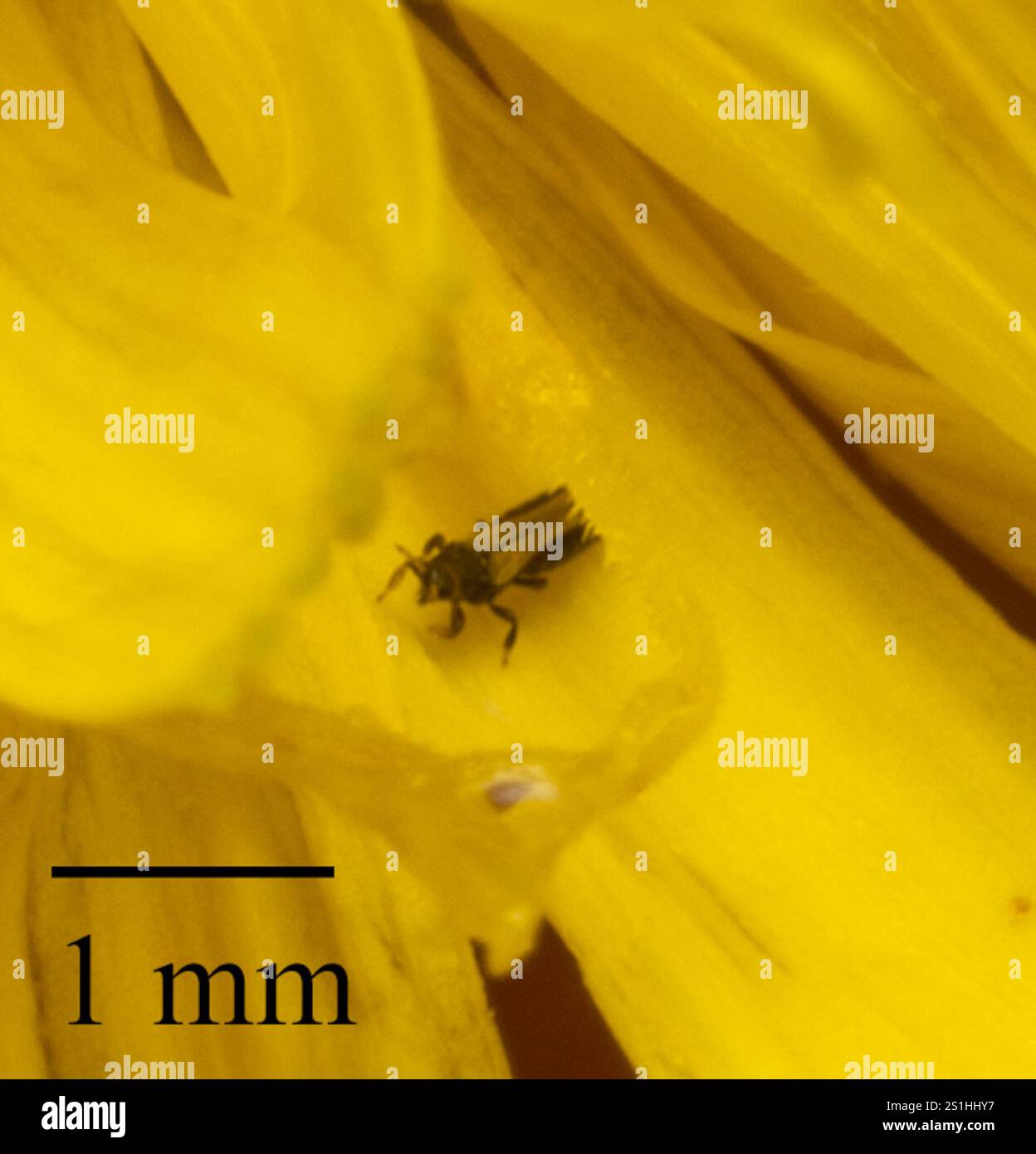 Common Thrips (Thripidae Stock Photo - Alamy