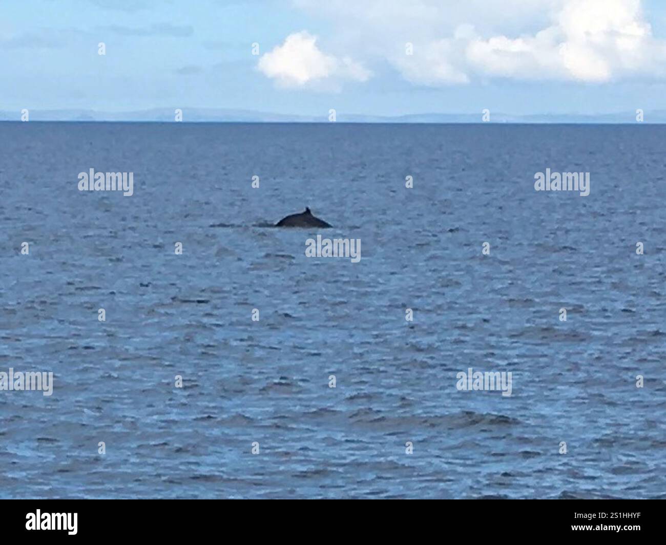 Common Minke Whale (Balaenoptera acutorostrata Stock Photo - Alamy