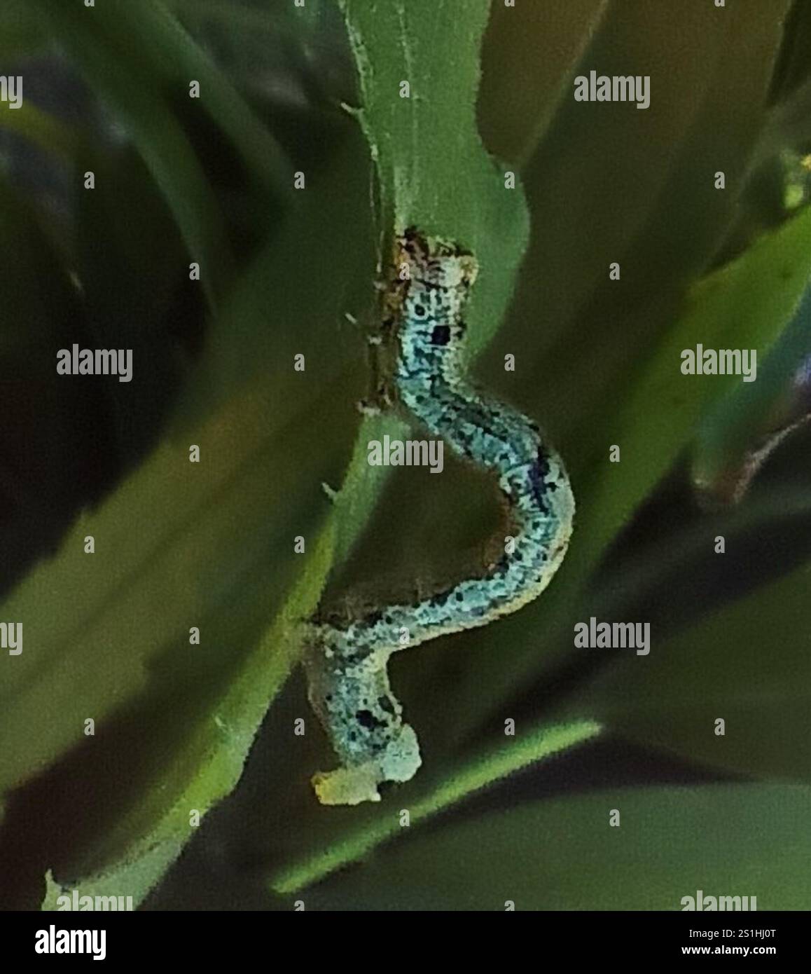 Small Engrailed (Ectropis crepuscularia Stock Photo - Alamy