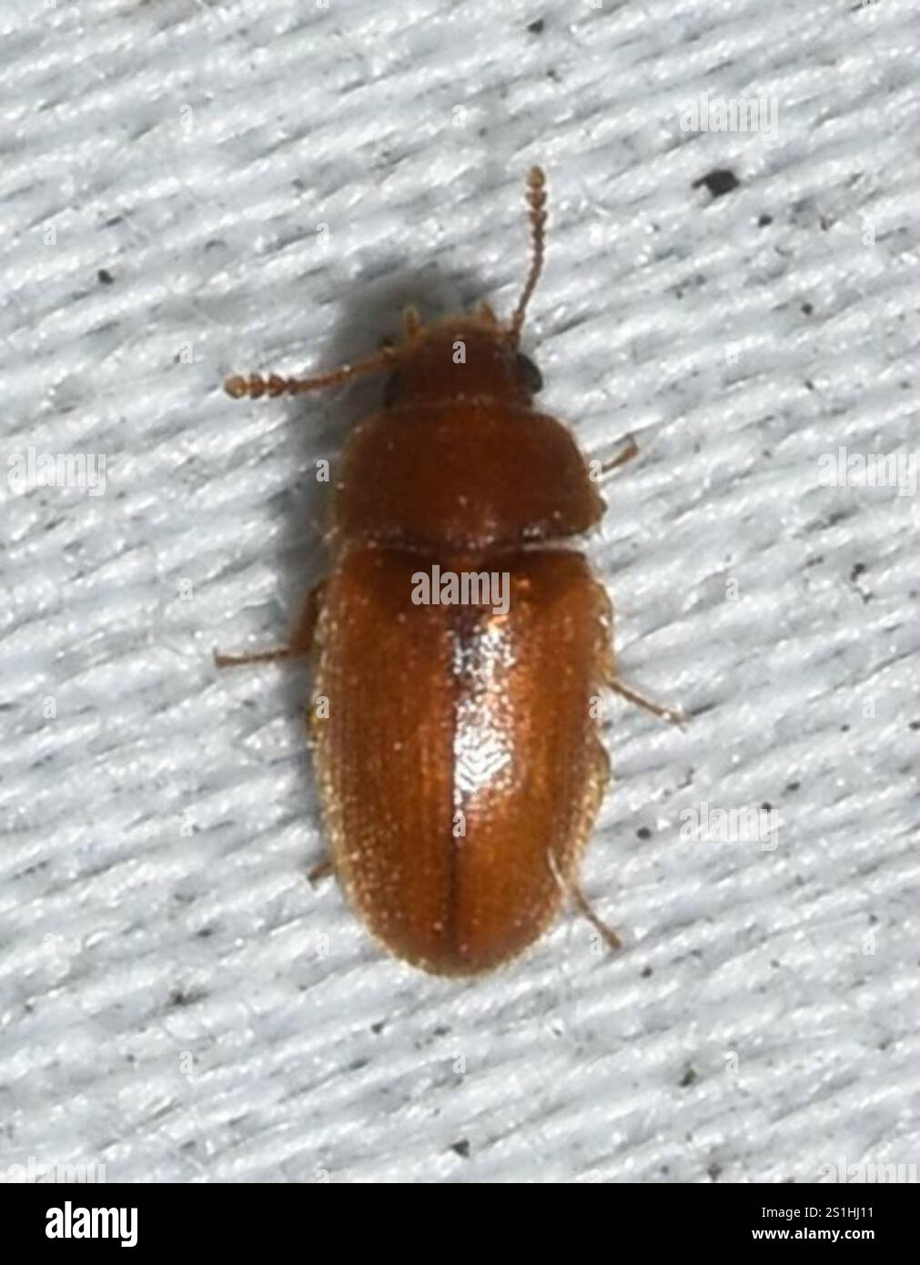 Hairy Fungus Beetle (Typhaea stercorea Stock Photo - Alamy