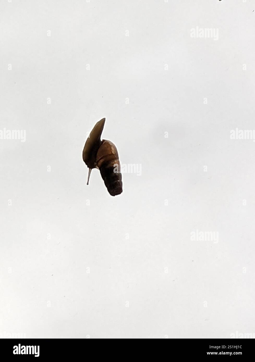Decollate Snail (Rumina decollata Stock Photo - Alamy