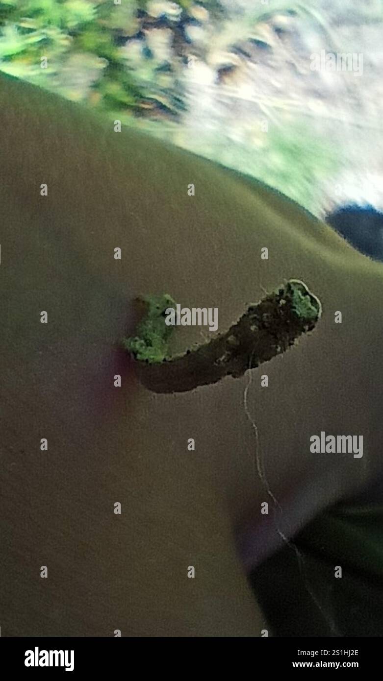 Small Engrailed (Ectropis crepuscularia Stock Photo - Alamy