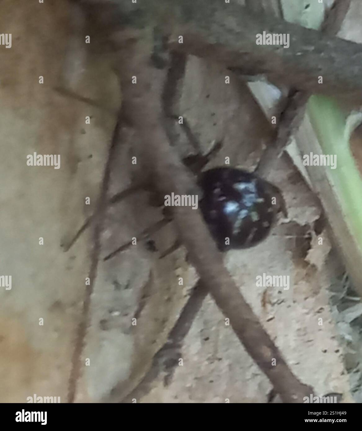 Black Cobweb Spider (Steatoda capensis Stock Photo - Alamy
