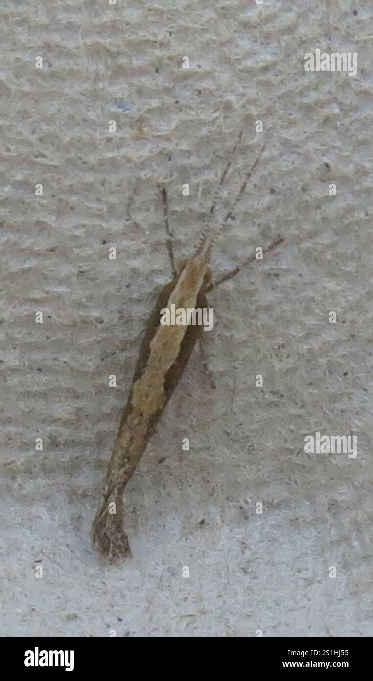Diamondback moth hi-res stock photography and images - Alamy
