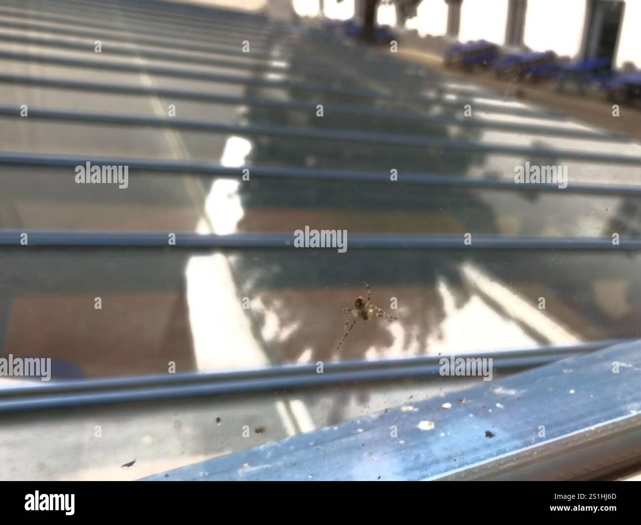 Silver-sided Sector Spider (Zygiella x-notata Stock Photo - Alamy