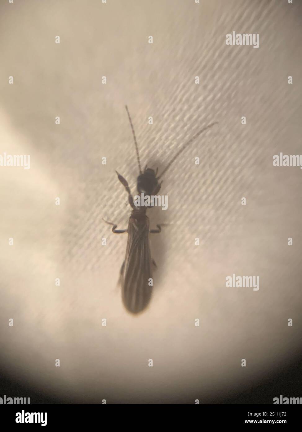 Black Webspinner (Oligotoma nigra Stock Photo - Alamy