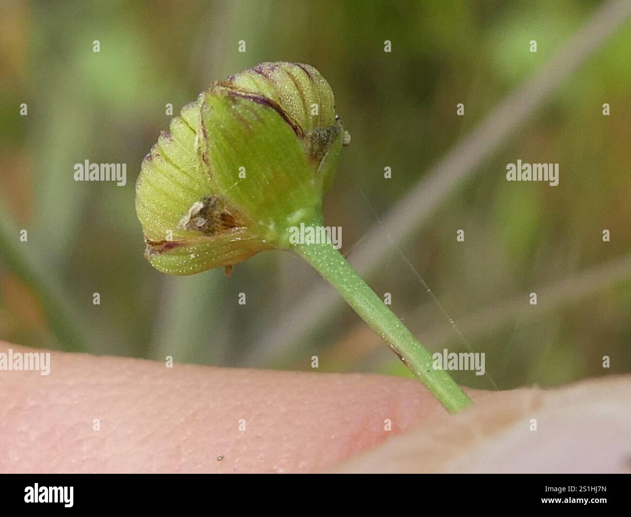 northern water-plantain (Alisma triviale Stock Photo - Alamy