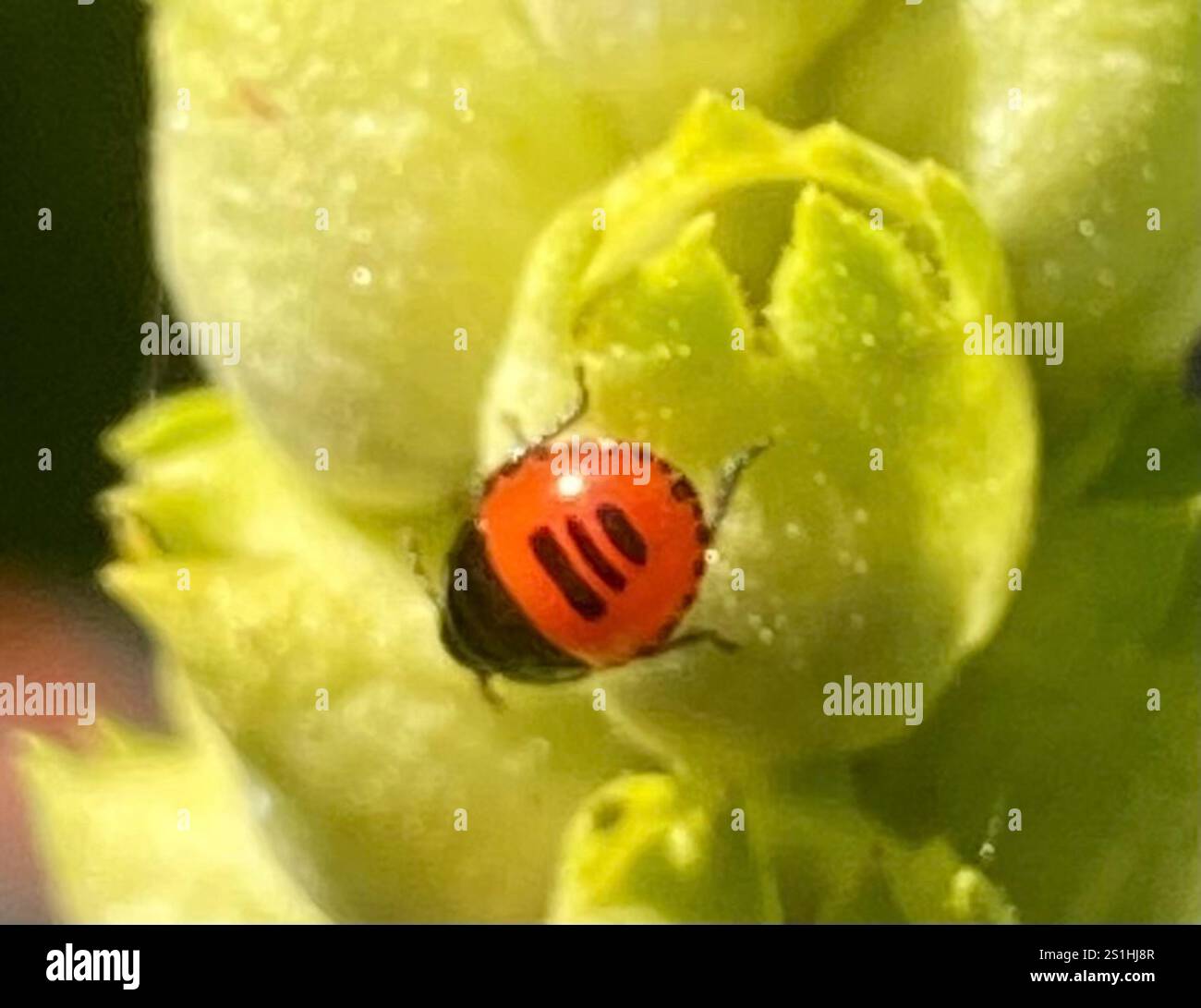White-margined Burrower Bug (Sehirus cinctus Stock Photo - Alamy