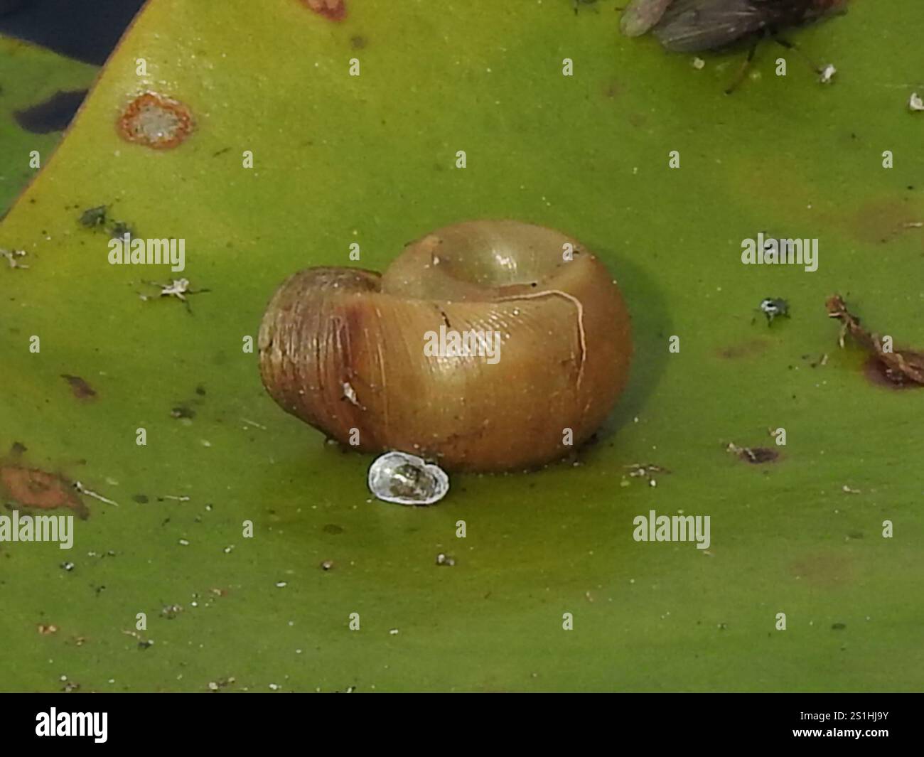 Bellmouth Ramshorn (Planorbella campanulata Stock Photo - Alamy