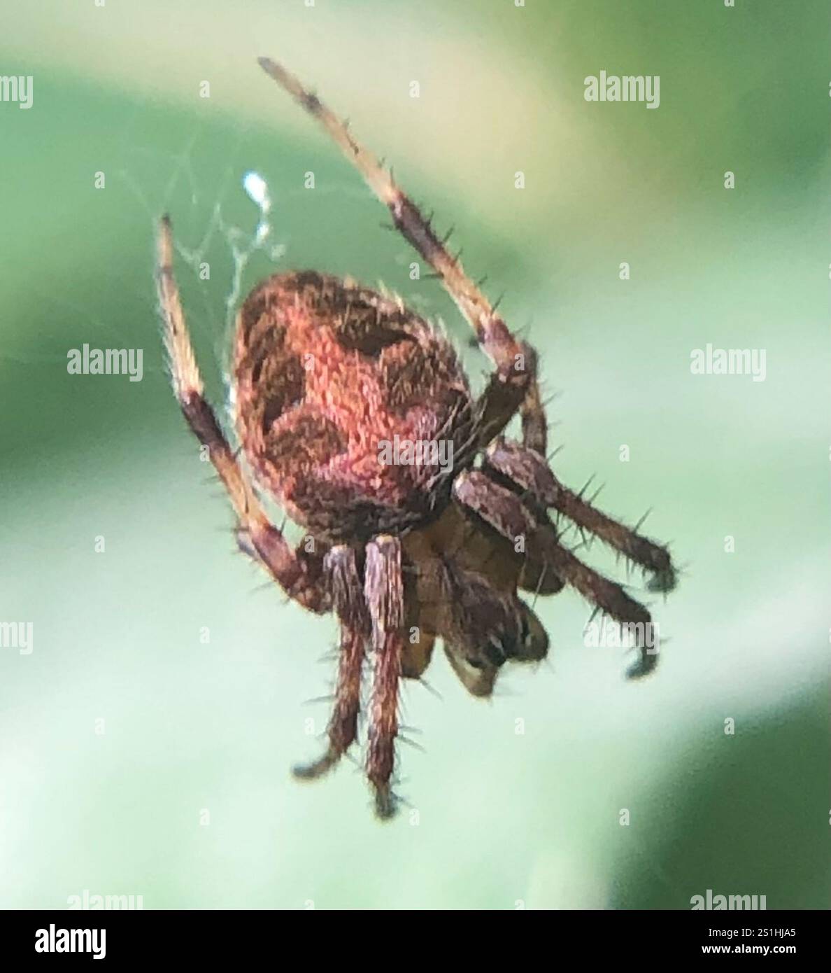 Arabesque Orbweaver (Neoscona arabesca Stock Photo - Alamy