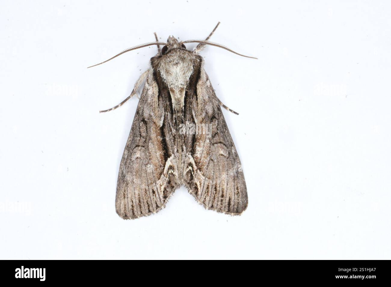 Common Hyppa Moth (Hyppa xylinoides Stock Photo - Alamy