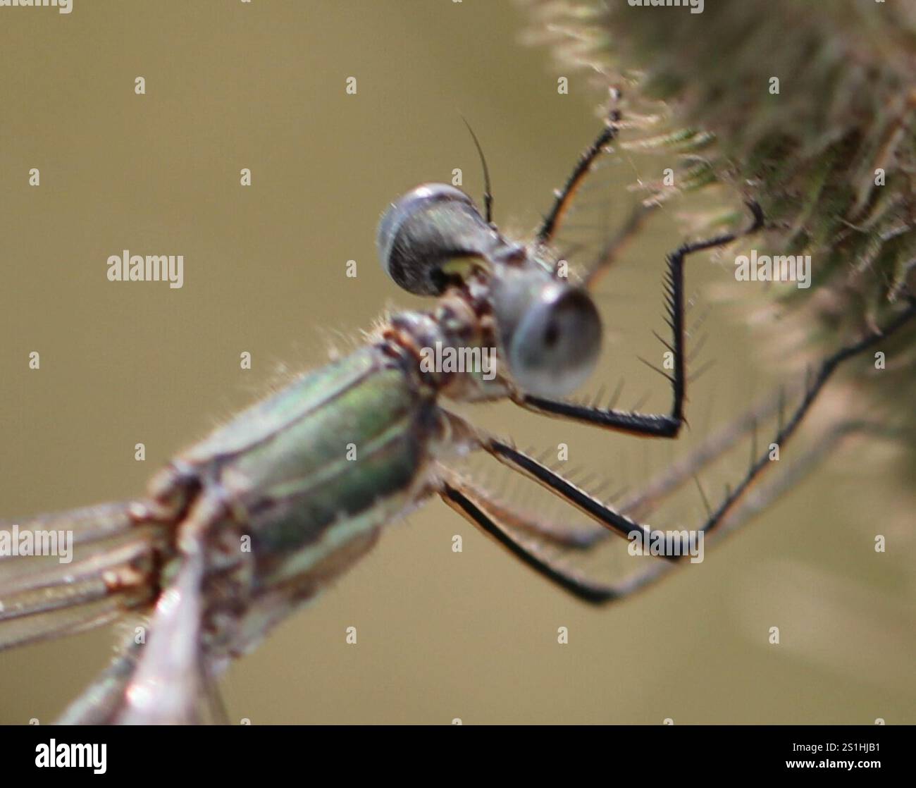 Common Spreadwing (Lestes sponsa Stock Photo - Alamy