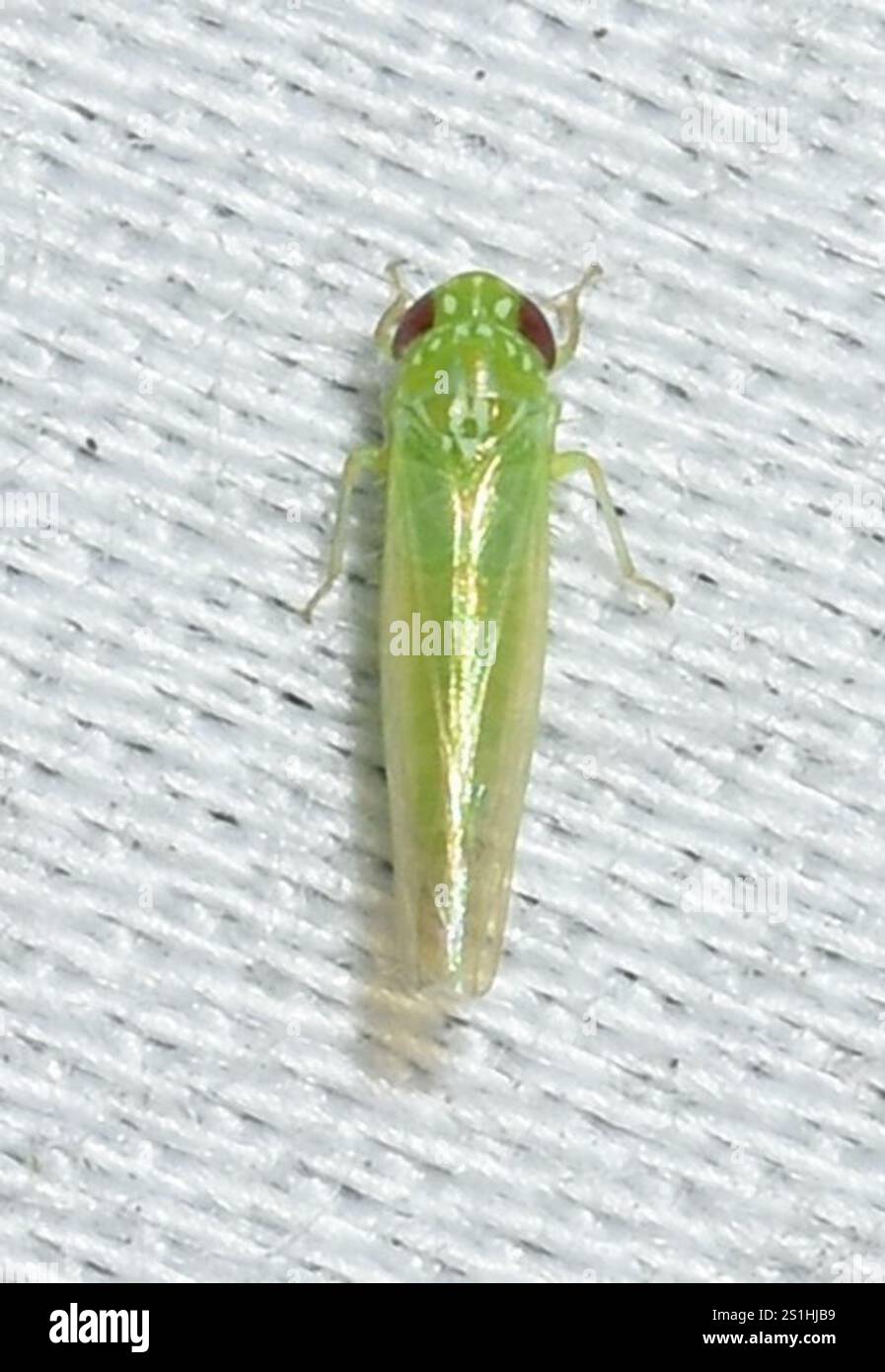 Potato Leafhopper (Empoasca fabae Stock Photo - Alamy