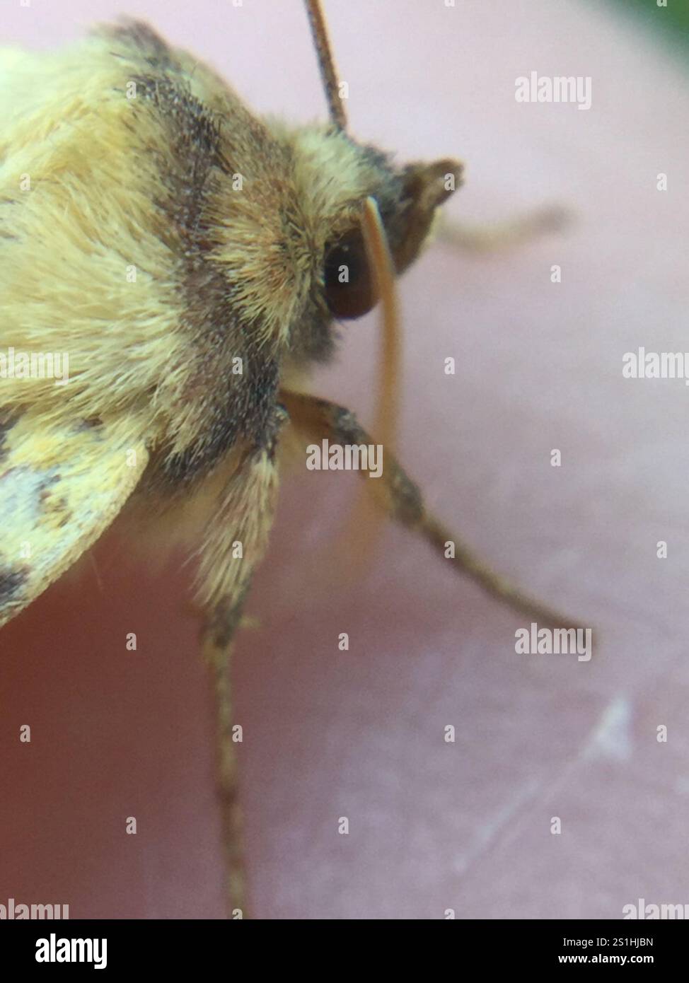 Pink-banded Sallow (Xanthia tatago Stock Photo - Alamy