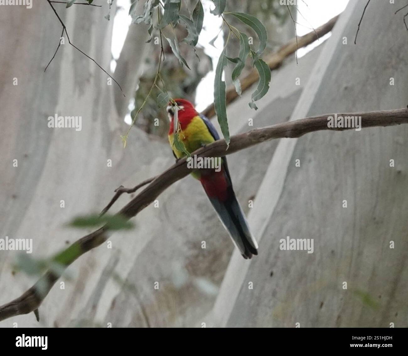 Southeast Eastern Rosella (Platycercus eximius eximius Stock Photo - Alamy