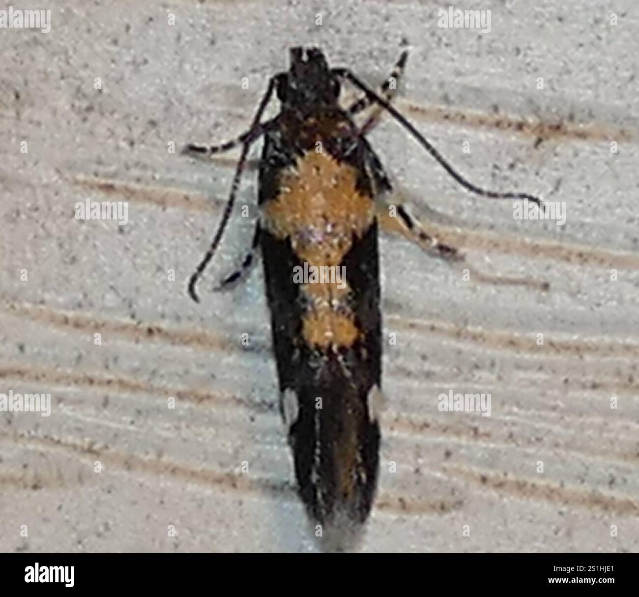 Red-necked Peanutworm Moth (Stegasta bosqueella Stock Photo - Alamy