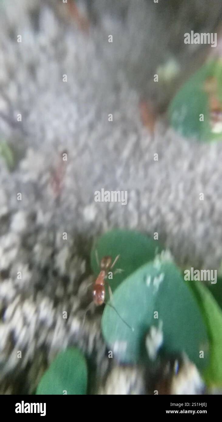 Buren's Pyramid Ant (Dorymyrmex bureni Stock Photo - Alamy