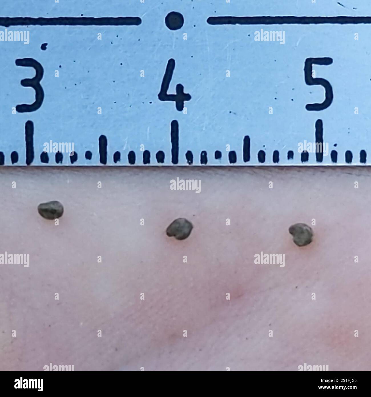 southern coastal bushmallow (Malacothamnus fasciculatus Stock Photo - Alamy