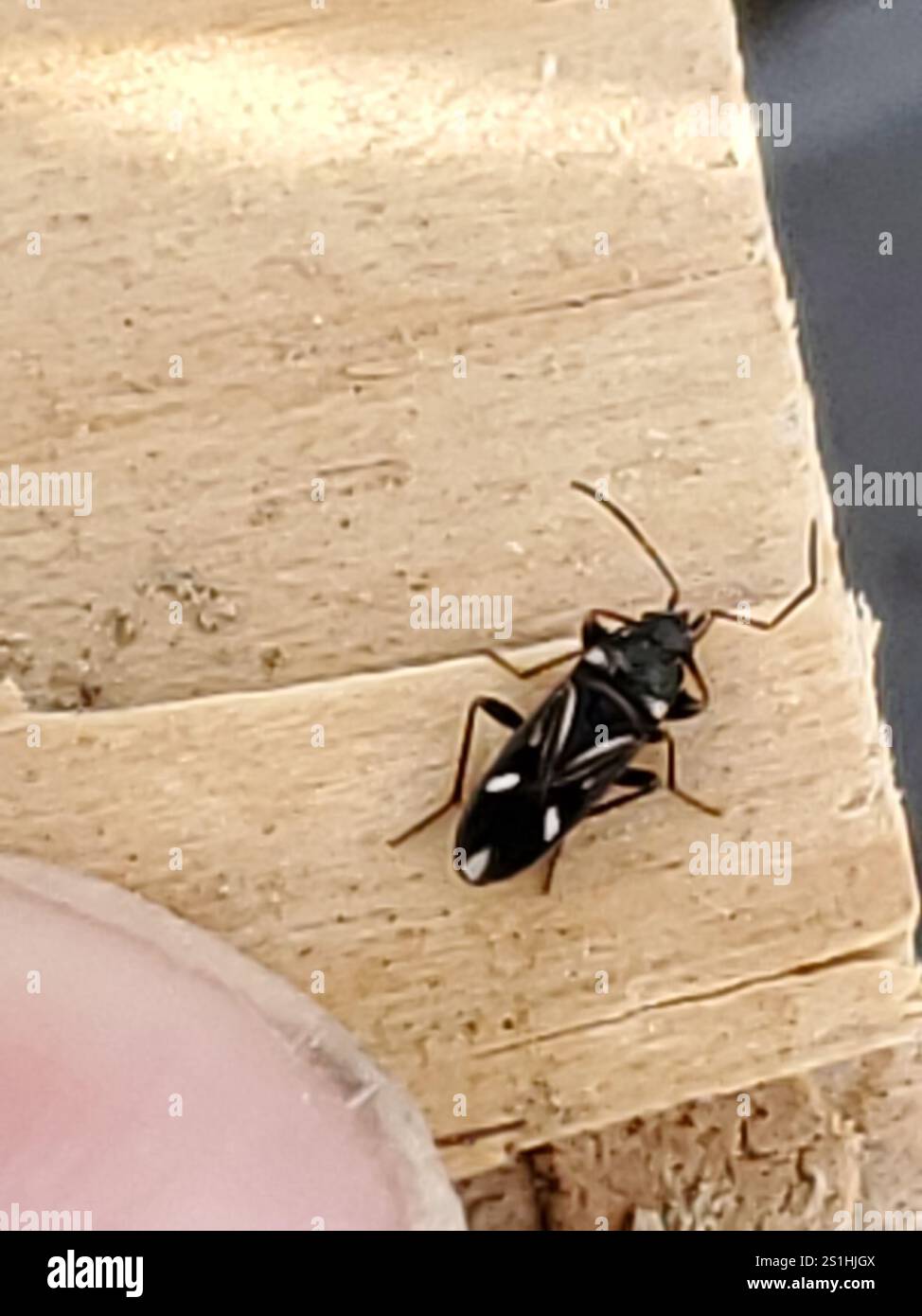 white-spotted groundbug (Raglius alboacuminatus Stock Photo - Alamy