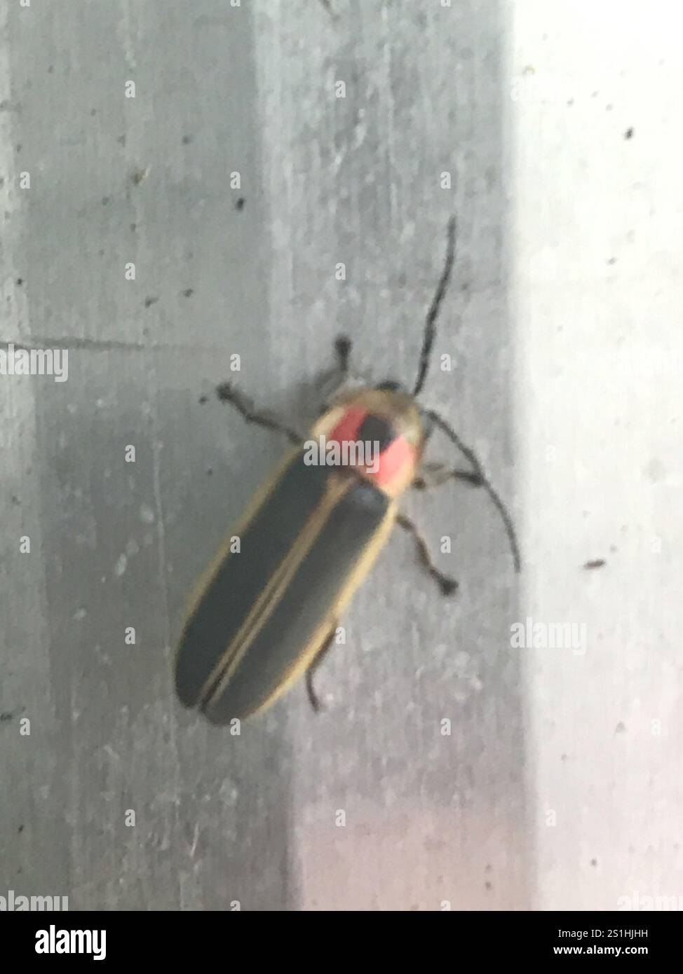 Common Eastern Firefly (Photinus pyralis Stock Photo - Alamy