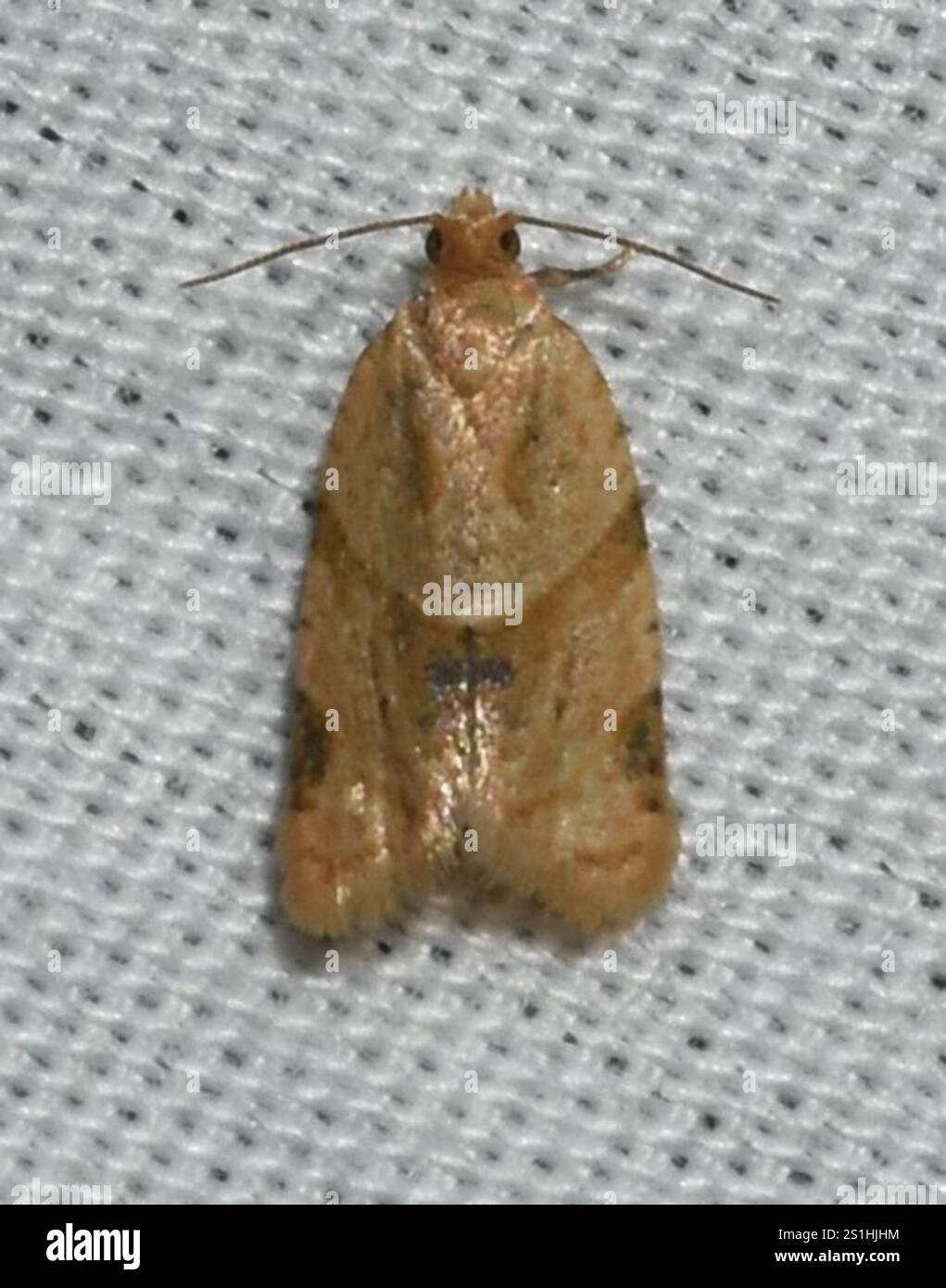 Garden Tortrix (Clepsis peritana Stock Photo - Alamy