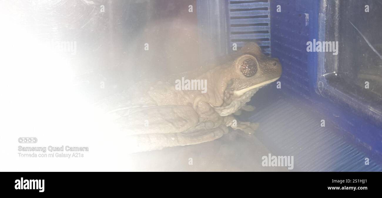 Vermiculated Tree Frog (Trachycephalus vermiculatus Stock Photo - Alamy