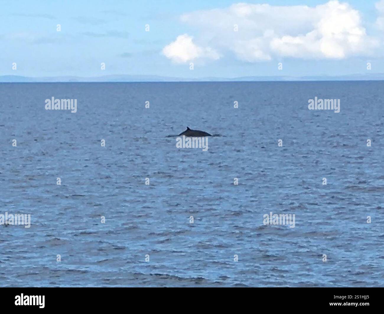 Common Minke Whale (Balaenoptera acutorostrata Stock Photo - Alamy