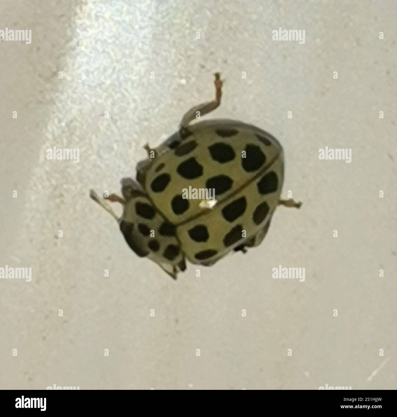 22-spot Ladybird (Psyllobora vigintiduopunctata Stock Photo - Alamy