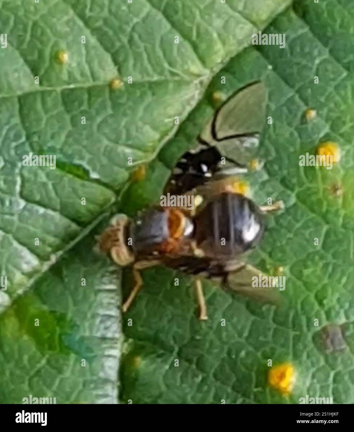 Spectacled Berry Fly (Anomoia purmunda Stock Photo - Alamy