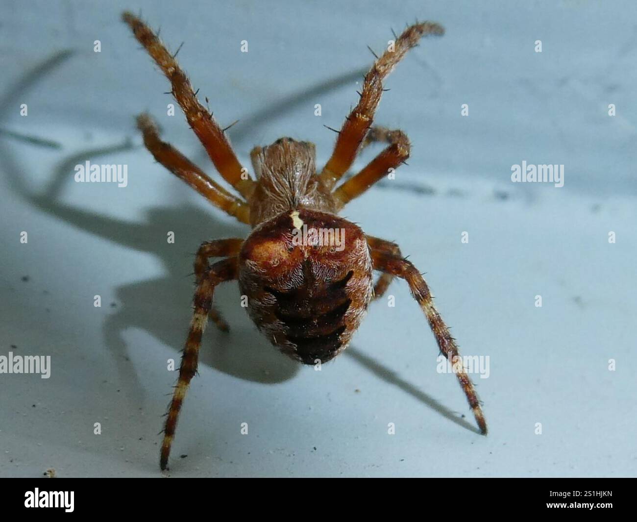 Fierce Orbweaver (Araneus saevus Stock Photo - Alamy