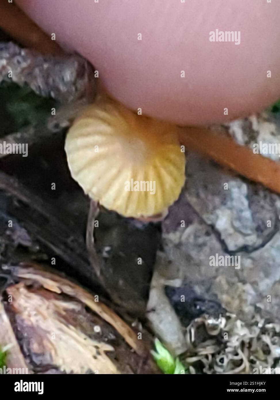 Moss Bells (Galerina Stock Photo - Alamy