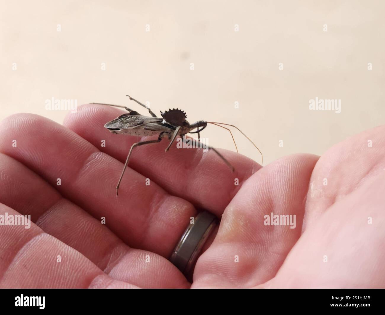 North American Wheel Bug (Arilus cristatus Stock Photo - Alamy