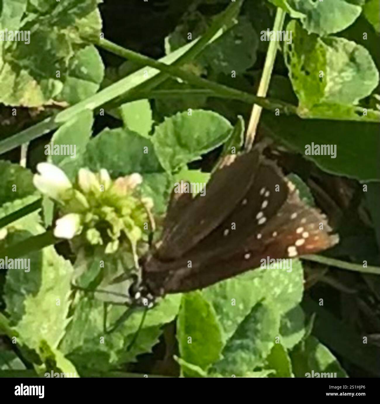 Common Sootywing (Pholisora catullus Stock Photo - Alamy