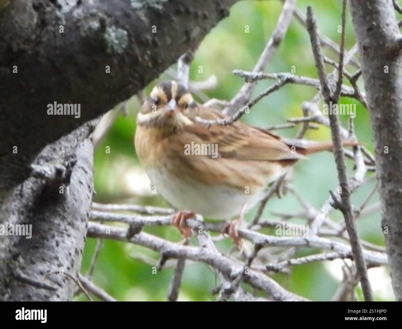 Tristram's Bunting (Emberiza tristrami Stock Photo - Alamy